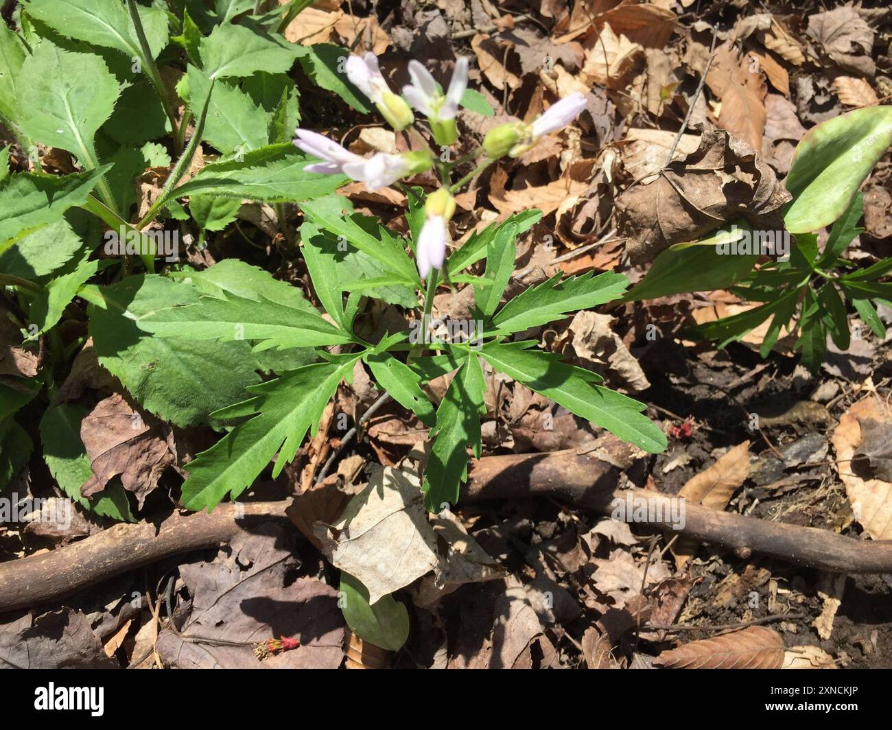 cut-leaved toothwort (Cardamine concatenata) Plantae Stock Photo - Alamy