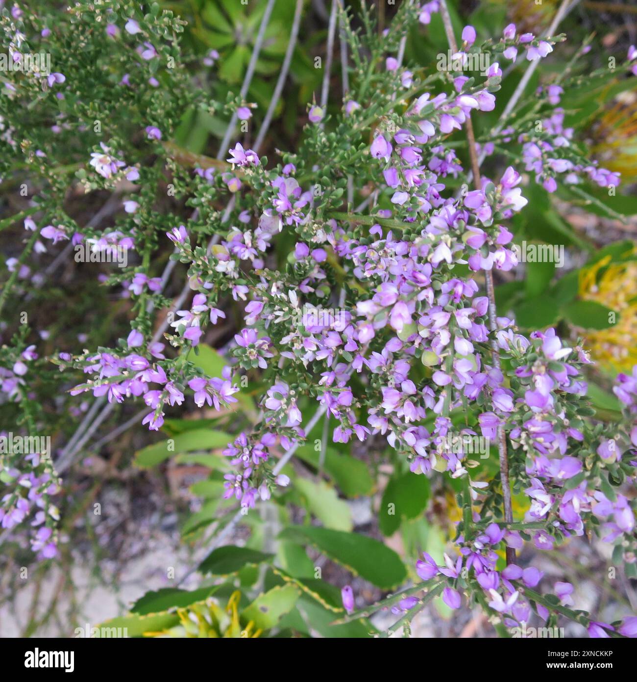 tortoise berry (Muraltia spinosa) Plantae Stock Photo - Alamy