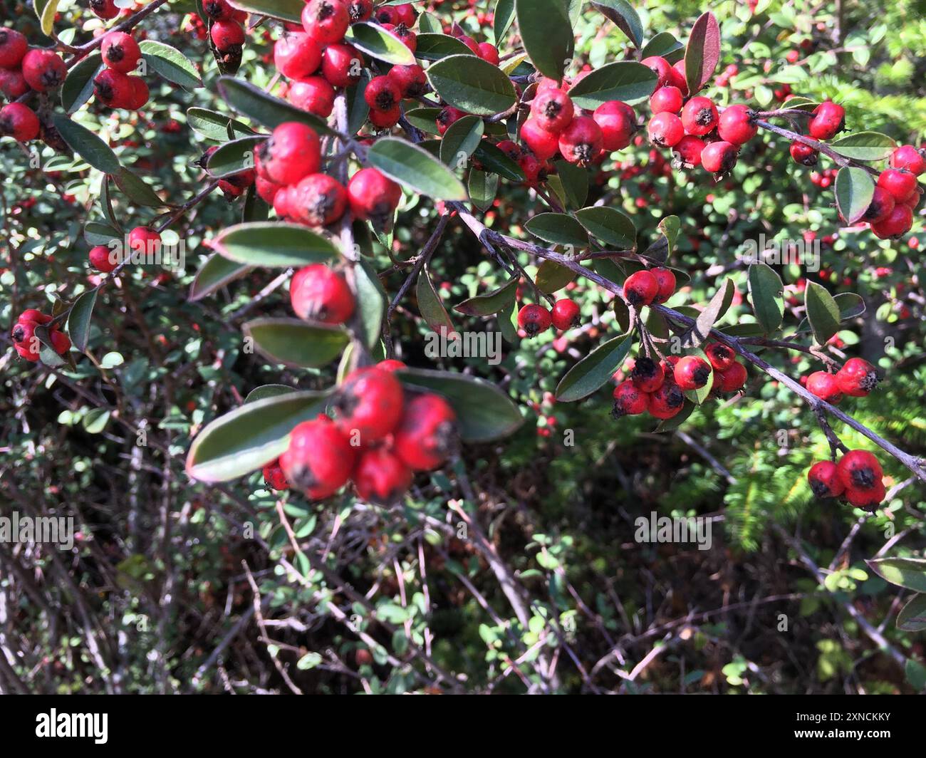 silverleaf cotoneaster (Cotoneaster pannosus) Plantae Stock Photo - Alamy