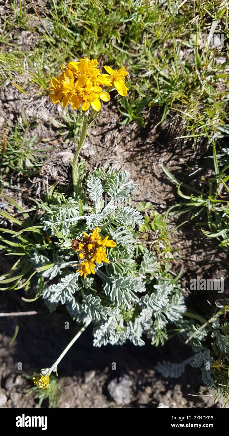 Jacobaea incana hi-res stock photography and images - Alamy