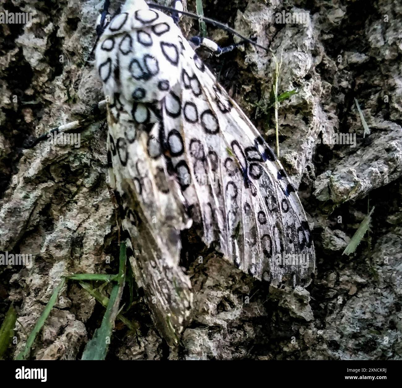 Giant Leopard Moth (Hypercompe scribonia) Insecta Stock Photo - Alamy