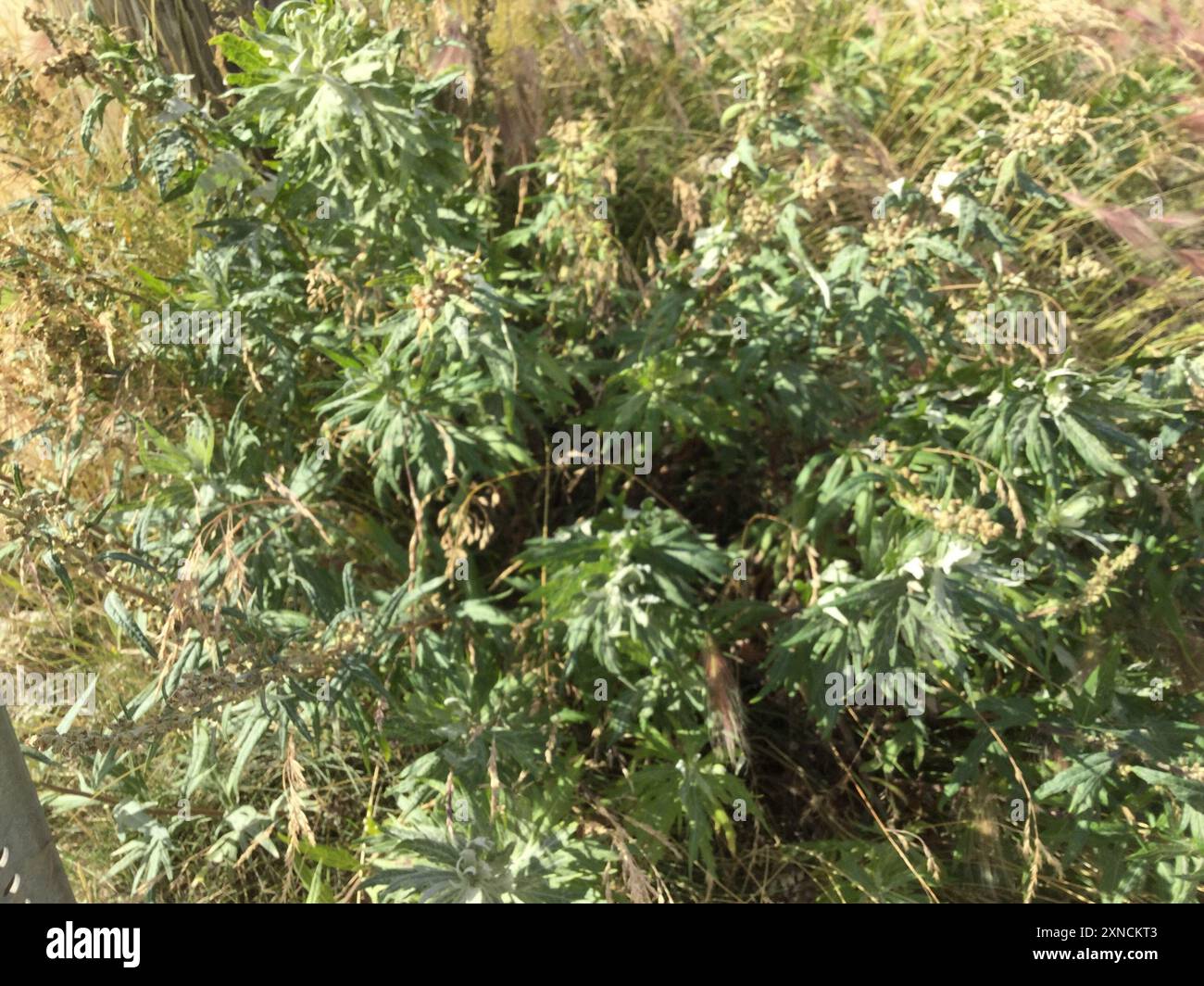 Foxtail Barley (Hordeum jubatum) Plantae Stock Photo - Alamy