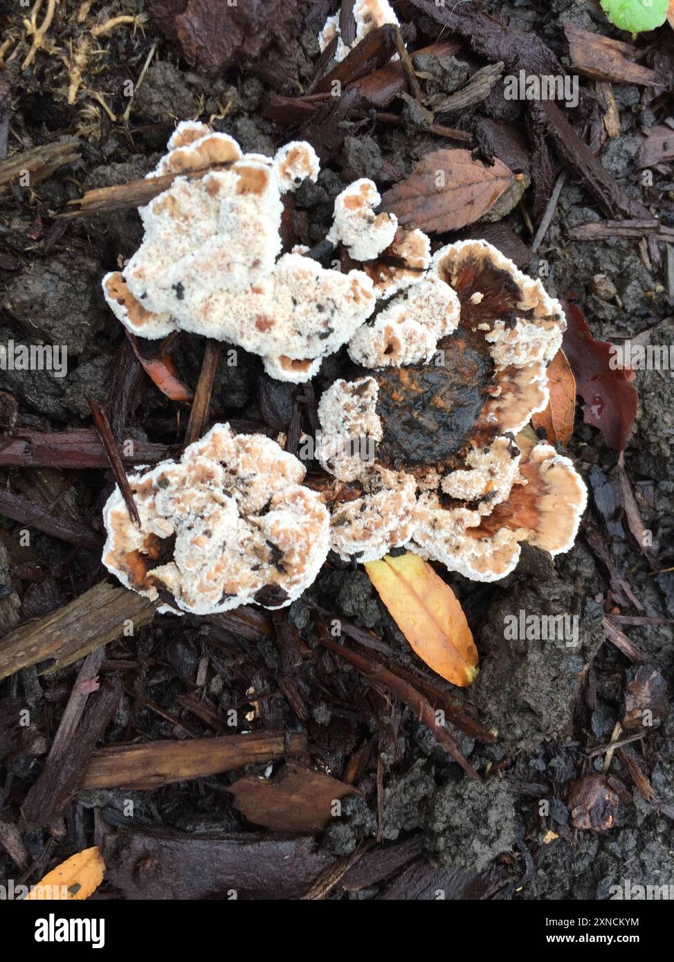 Blushing Rosette (Abortiporus biennis) Fungi Stock Photo - Alamy