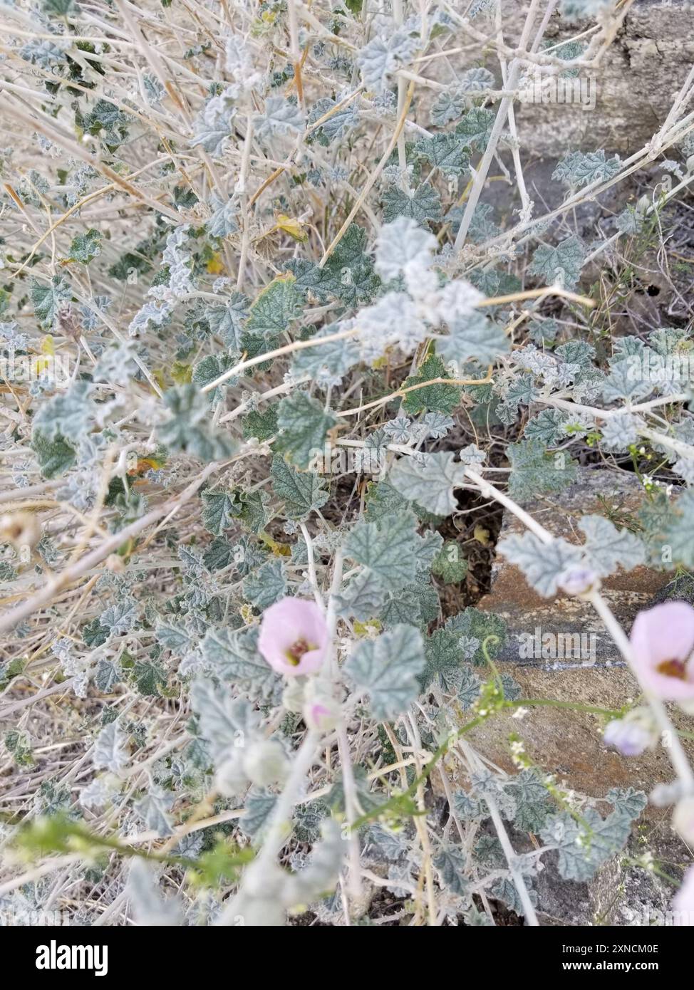 Rose Globemallow (Sphaeralcea ambigua rosacea) Plantae Stock Photo - Alamy