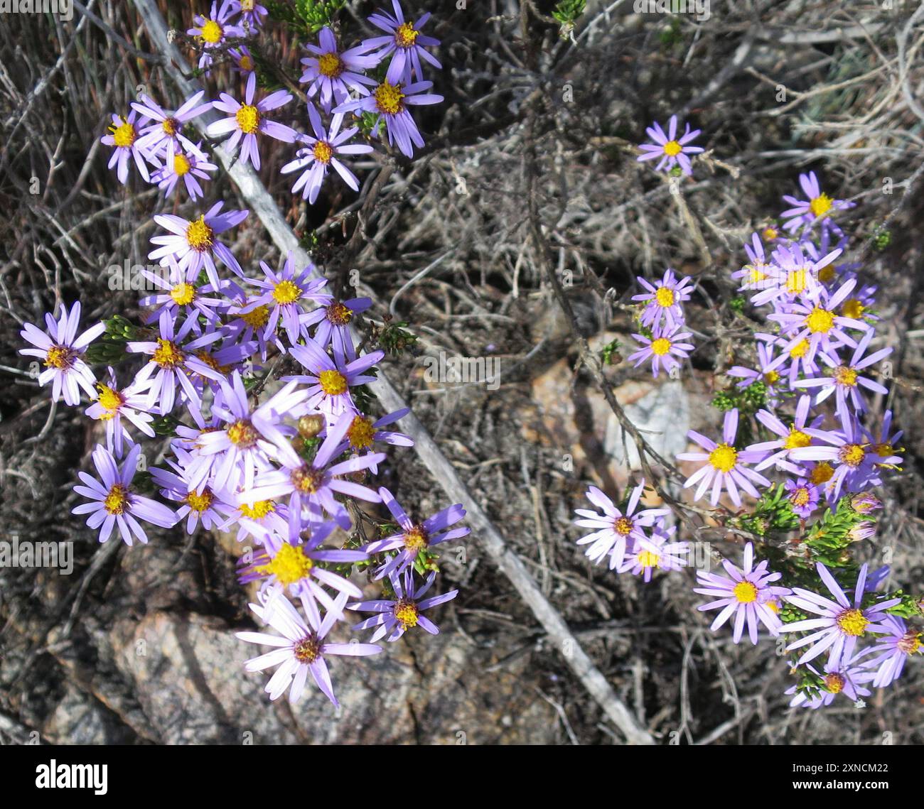 Common Fine Felicia (Felicia filifolia filifolia) Plantae Stock Photo ...