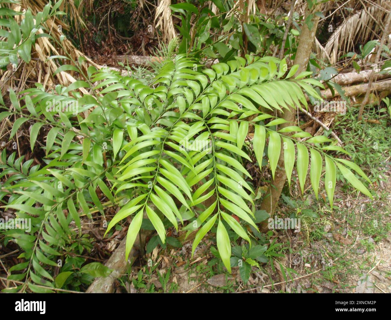 Zamia Fern (Bowenia spectabilis) Plantae Stock Photo - Alamy