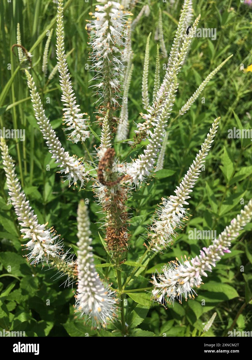 Culver's root (Veronicastrum virginicum) Plantae Stock Photo - Alamy