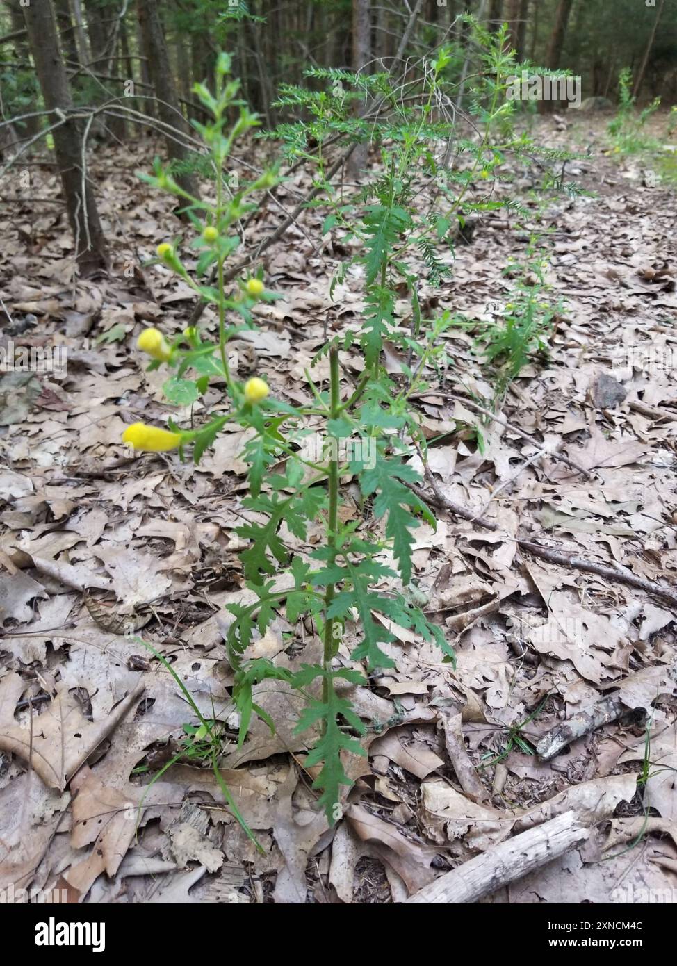 fern-leaved false foxglove (Aureolaria pedicularia) Plantae Stock Photo ...