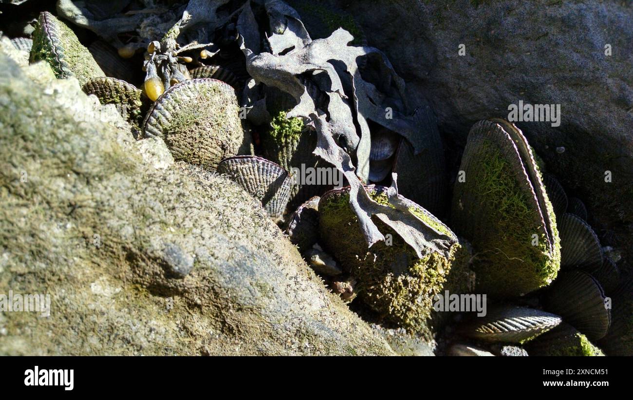 Atlantic Ribbed Mussel (Geukensia demissa) Mollusca Stock Photo - Alamy