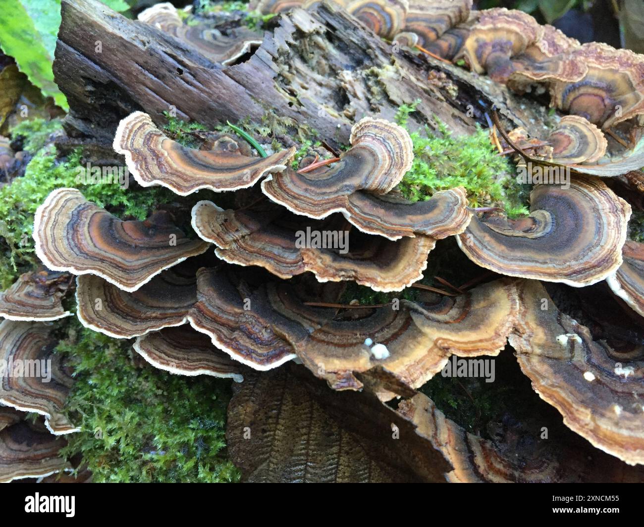 turkey-tail (Trametes versicolor) Fungi Stock Photo - Alamy