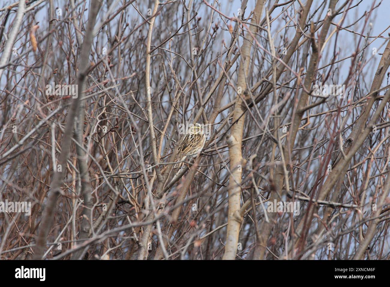 Savannah Sparrow (Passerculus sandwichensis) Aves Stock Photo - Alamy