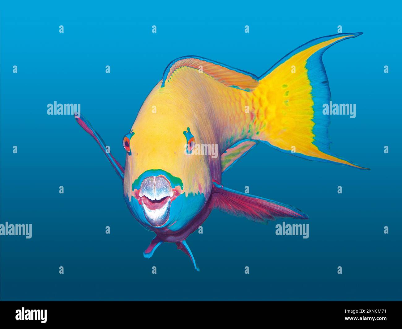 Colorful parrotfish, isolated against a blue gradient background ...