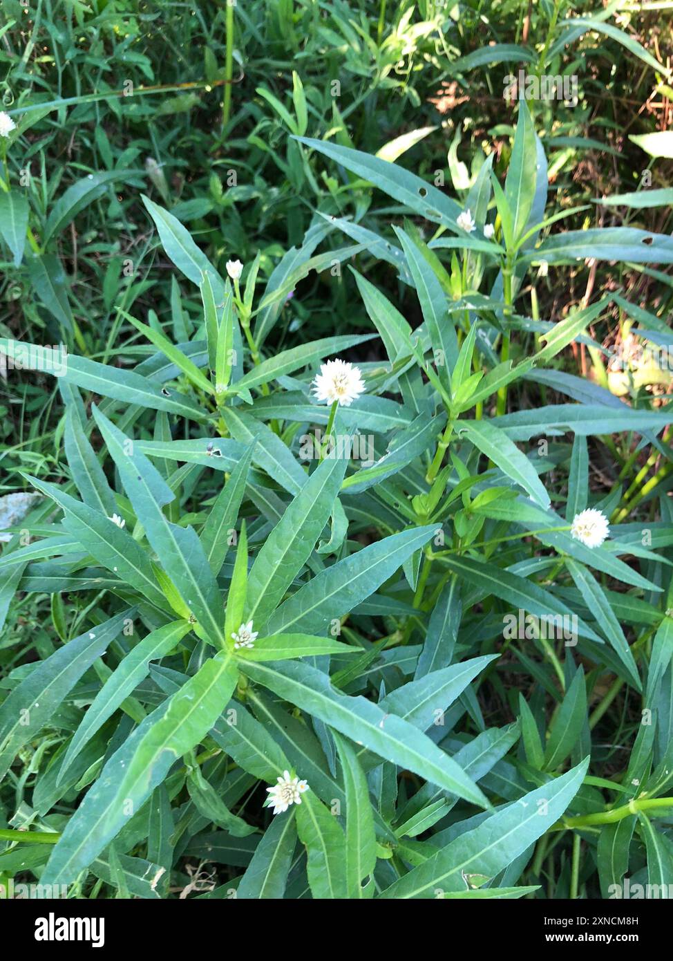 Alligatorweed (Alternanthera philoxeroides) Plantae Stock Photo - Alamy