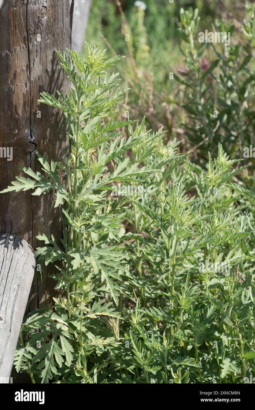 western ragweed (Ambrosia psilostachya) Plantae Stock Photo - Alamy