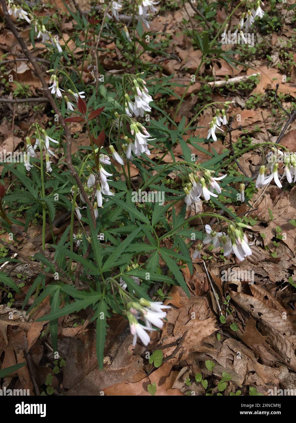 cut-leaved toothwort (Cardamine concatenata) Plantae Stock Photo - Alamy
