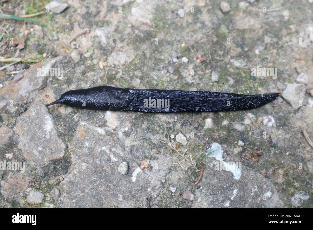Ash-black Slug (Limax cinereoniger) Mollusca Stock Photo - Alamy