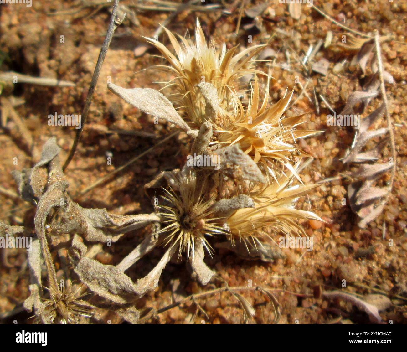 Common Karmedik (Dicoma capensis) Plantae Stock Photo - Alamy