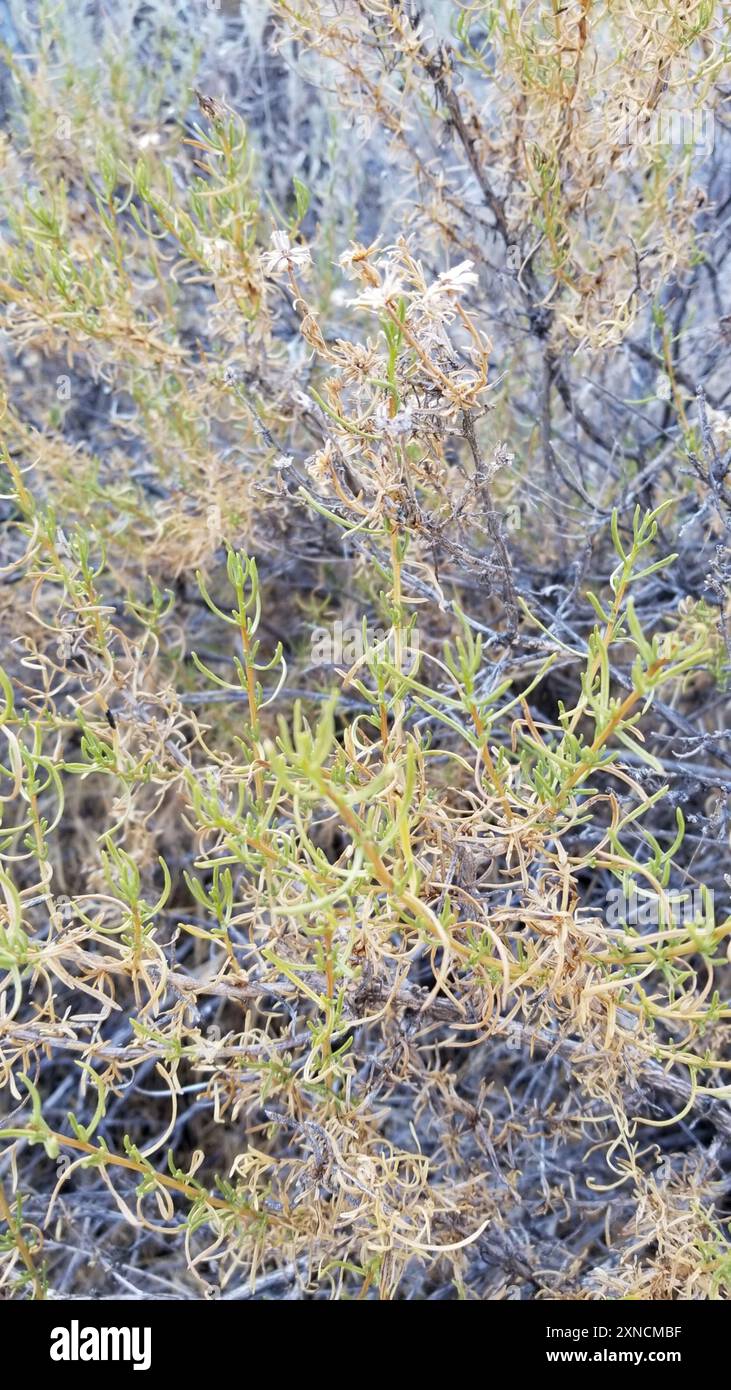 narrowleaf goldenbush (Ericameria linearifolia) Plantae Stock Photo - Alamy