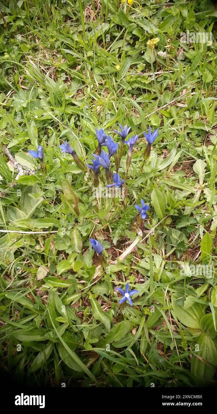 spring gentian (Gentiana verna) Plantae Stock Photo - Alamy