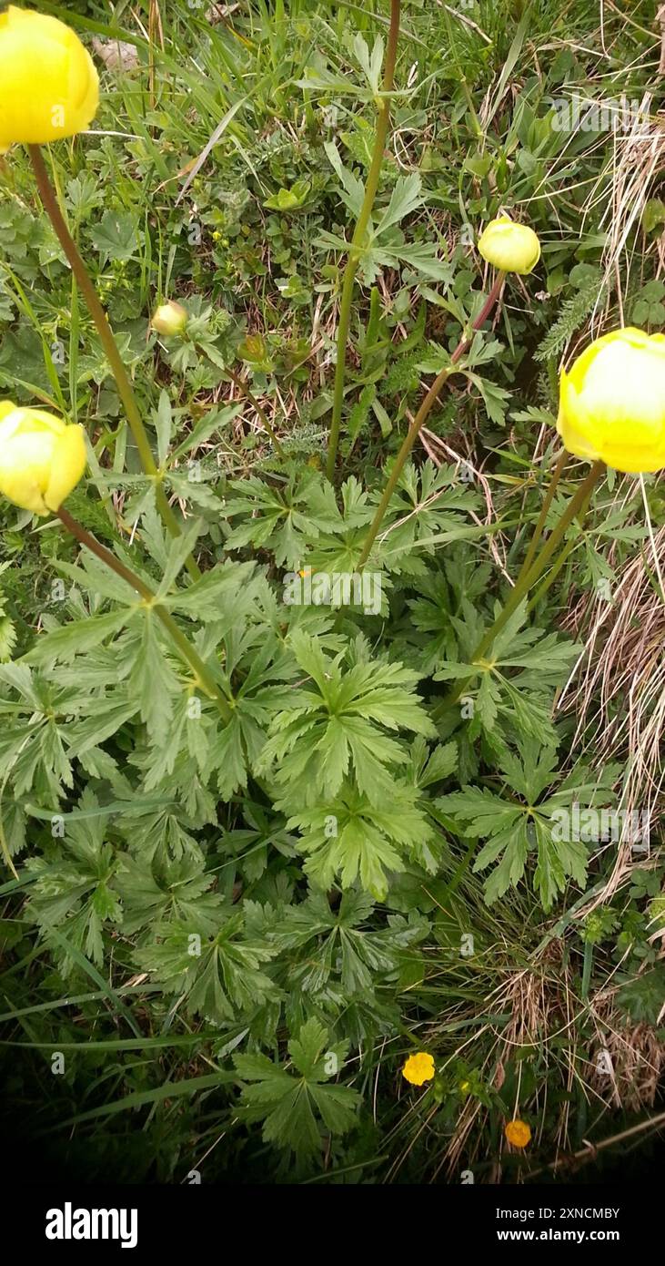 European Globeflower (Trollius europaeus) Plantae Stock Photo - Alamy