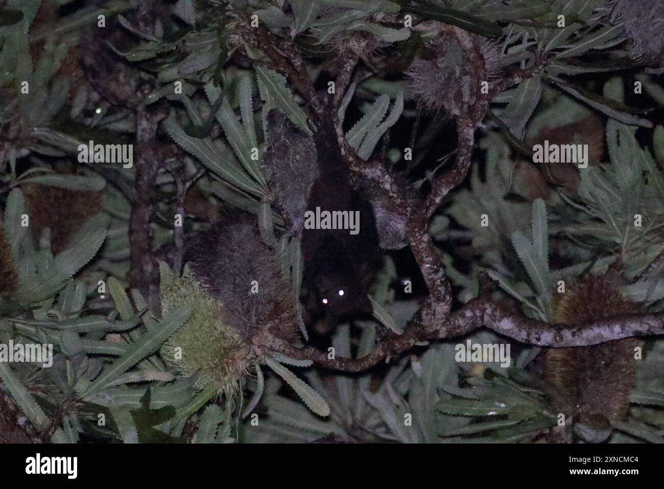 Black Flying-fox (Pteropus alecto) Mammalia Stock Photo - Alamy