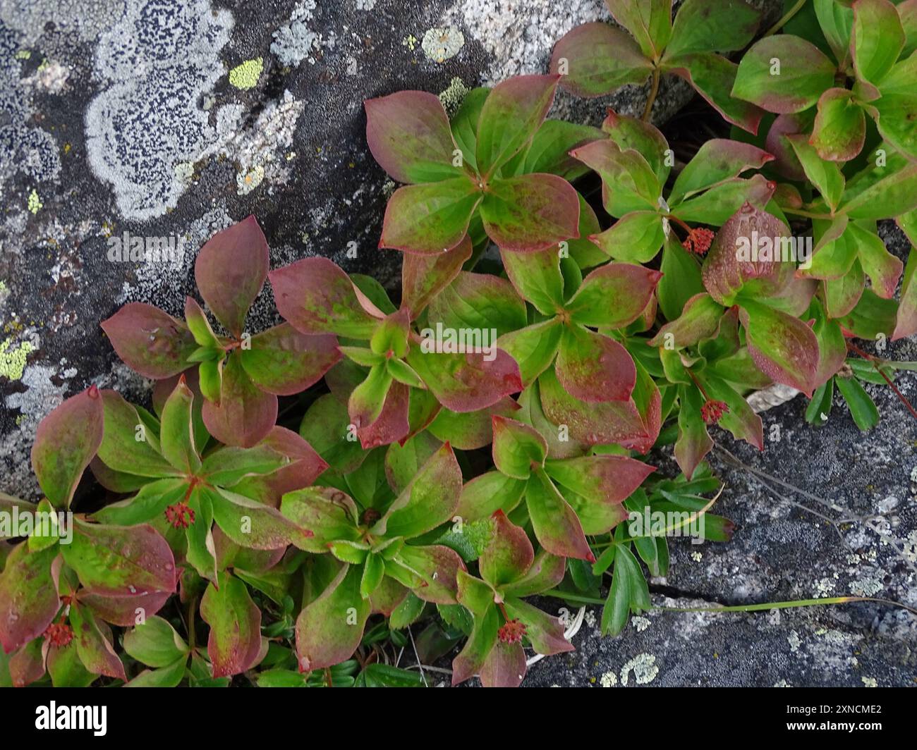 Canadian bunchberry (Cornus canadensis) Plantae Stock Photo - Alamy