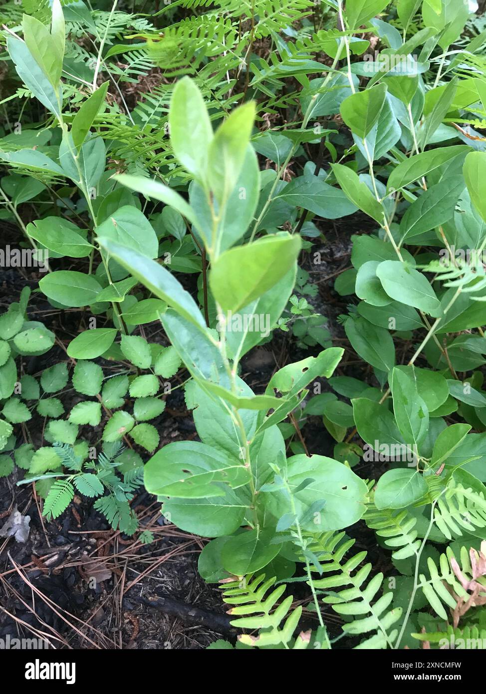 staggerbush (Lyonia mariana) Plantae Stock Photo - Alamy