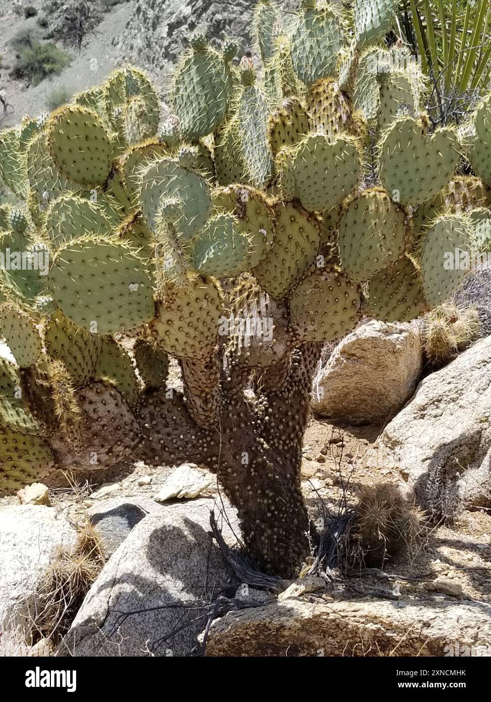 Pancake Pricklypear (Opuntia chlorotica) Plantae Stock Photo - Alamy