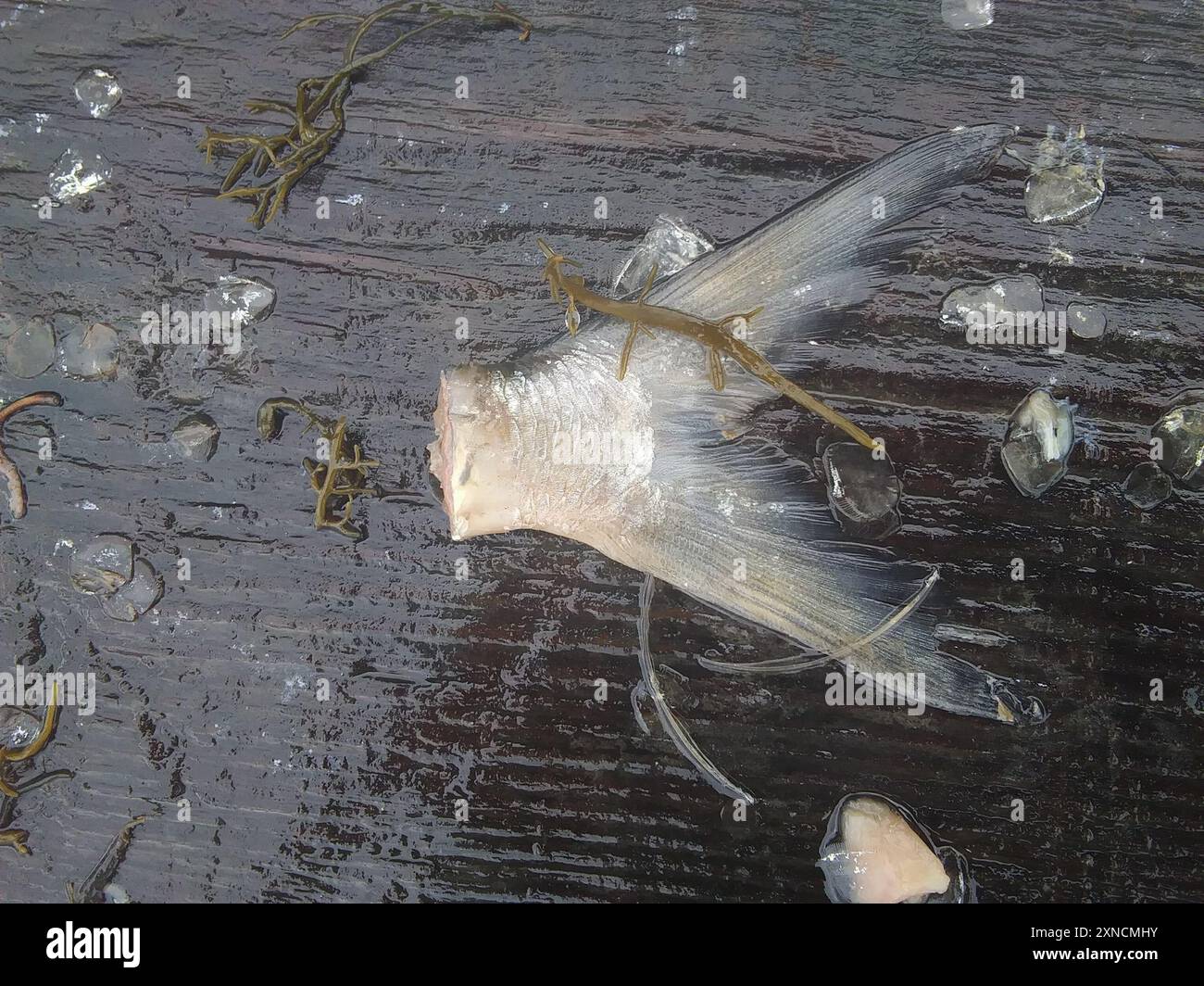 Ray-finned Fishes (Actinopterygii) Actinopterygii Stock Photo - Alamy
