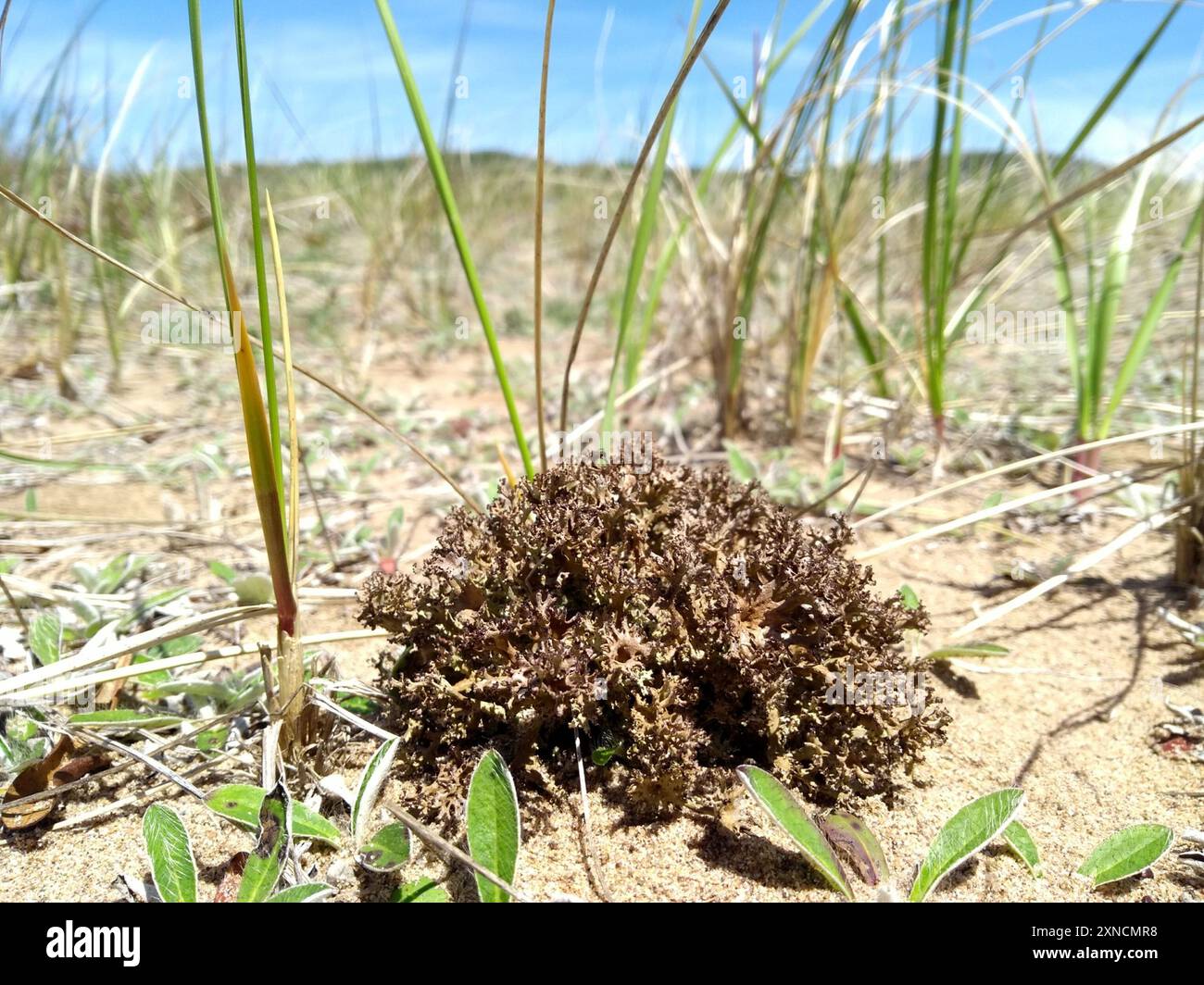 Sieve Lichen (Cladonia multiformis) Fungi Stock Photo - Alamy