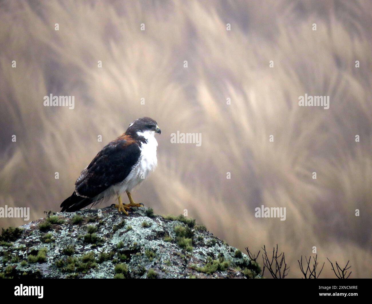 Variable Hawk (Geranoaetus polyosoma) Aves Stock Photo - Alamy
