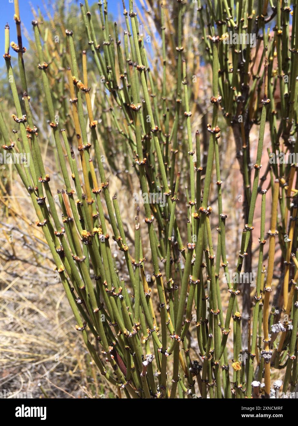Green Ephedra (Ephedra viridis) Plantae Stock Photo - Alamy