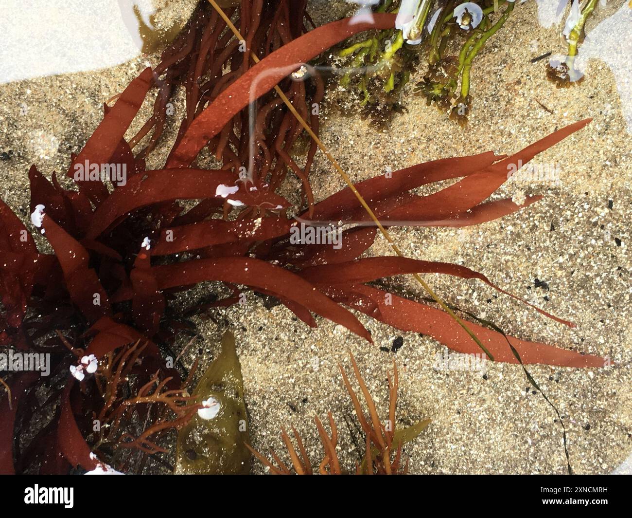 Bleach Weed (Prionitis sternbergii) Plantae Stock Photo - Alamy