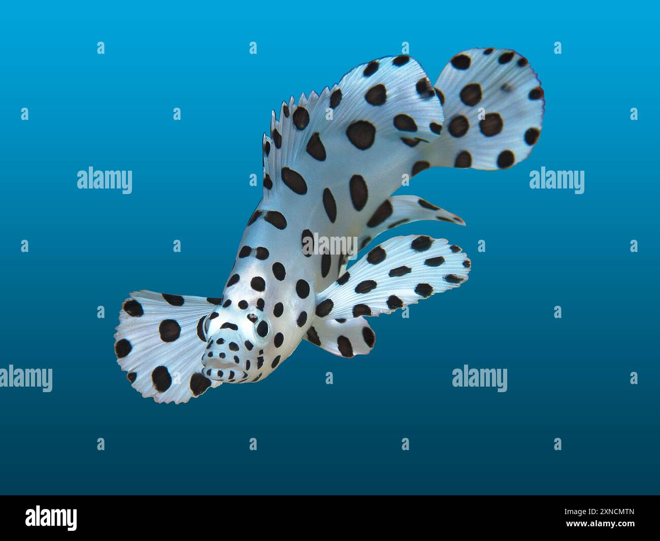 Juvenile grouper isolated against a blue gradient background. Created ...