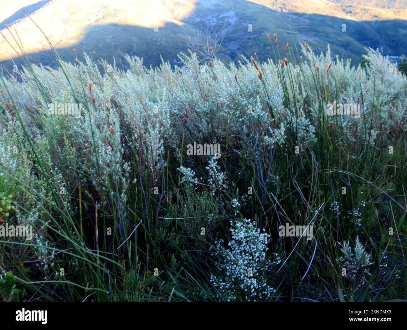 Common Marsh Sillyberry (Grubbia rosmarinifolia rosmarinifolia) Plantae ...