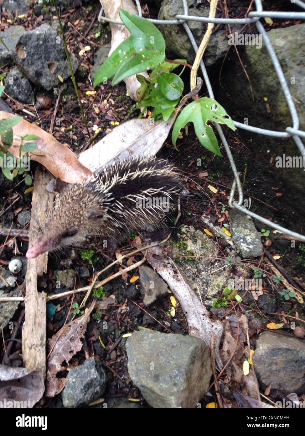 Tenrec ecaudatus hi-res stock photography and images - Alamy
