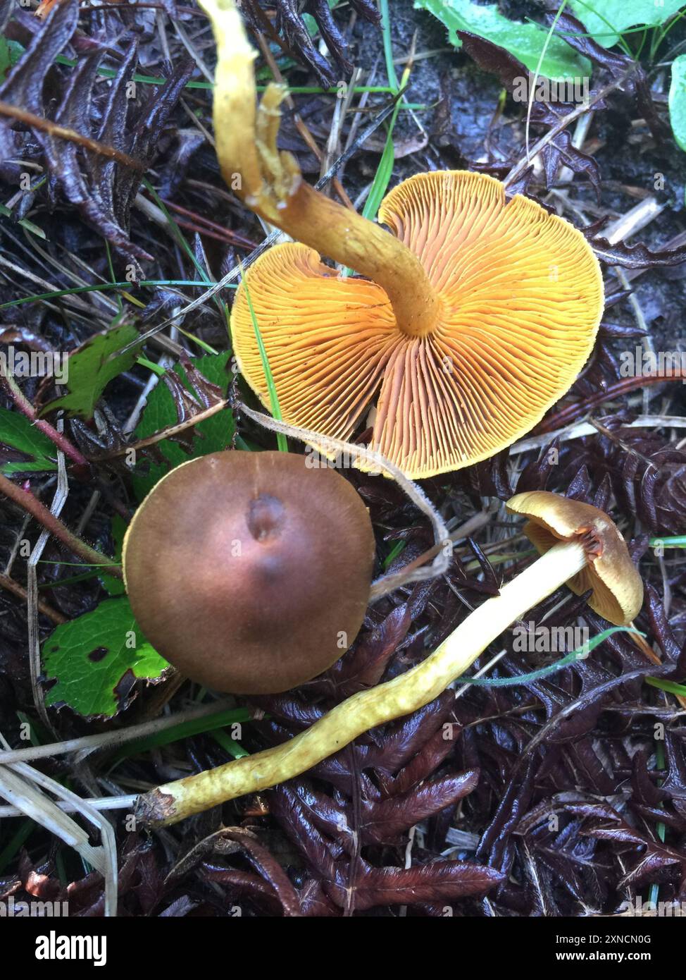 Webcaps (Cortinarius) Fungi Stock Photo - Alamy