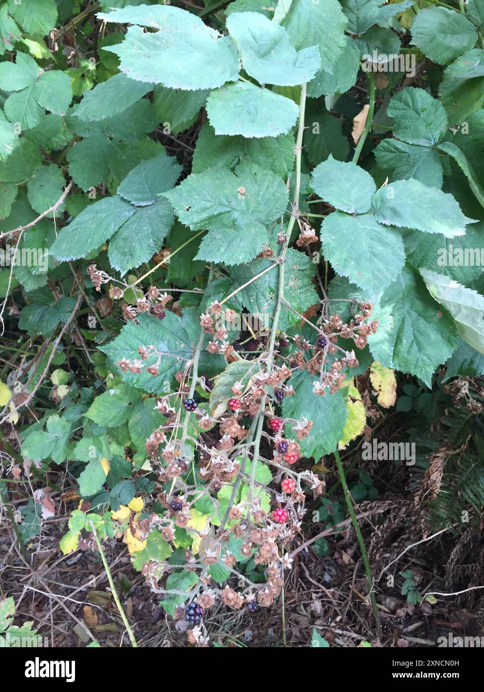 Himalayan Blackberry (Rubus bifrons) Plantae Stock Photo - Alamy