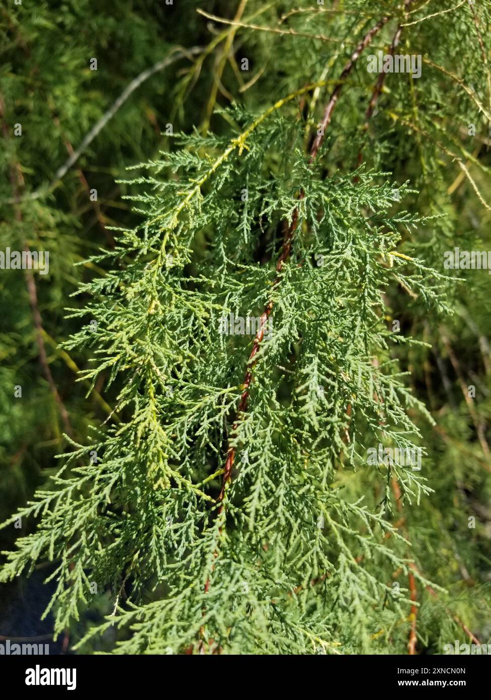 saltcedar (Tamarix ramosissima) Plantae Stock Photo - Alamy