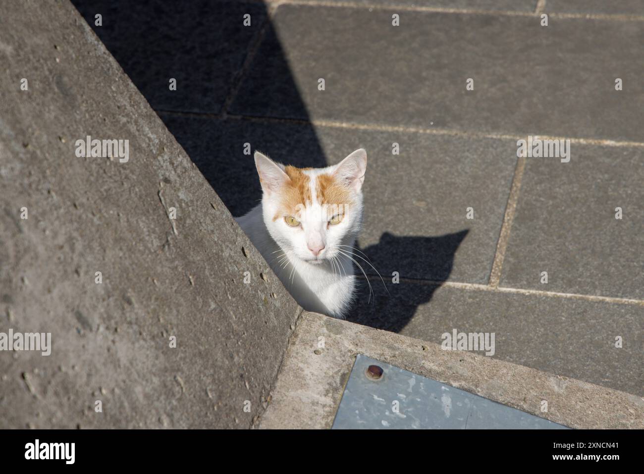 Cat looking around corner hi-res stock photography and images - Alamy