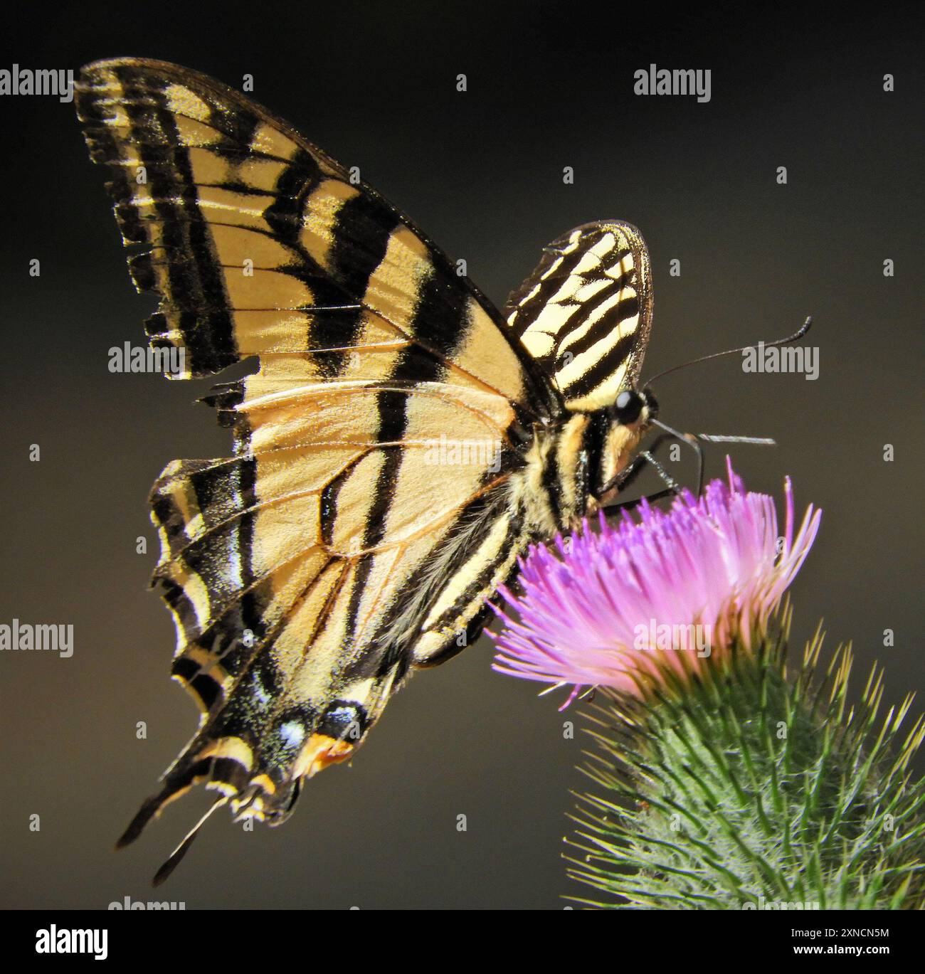 Western Tiger Swallowtail (Papilio rutulus) Insecta Stock Photo - Alamy