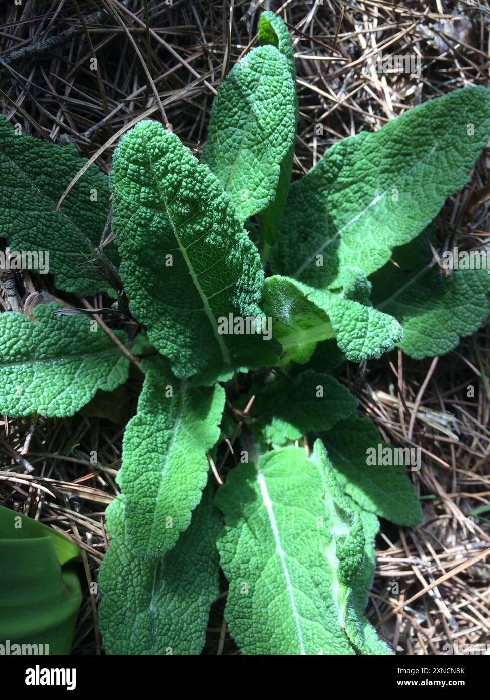 plants (Plantae) Plantae Stock Photo - Alamy