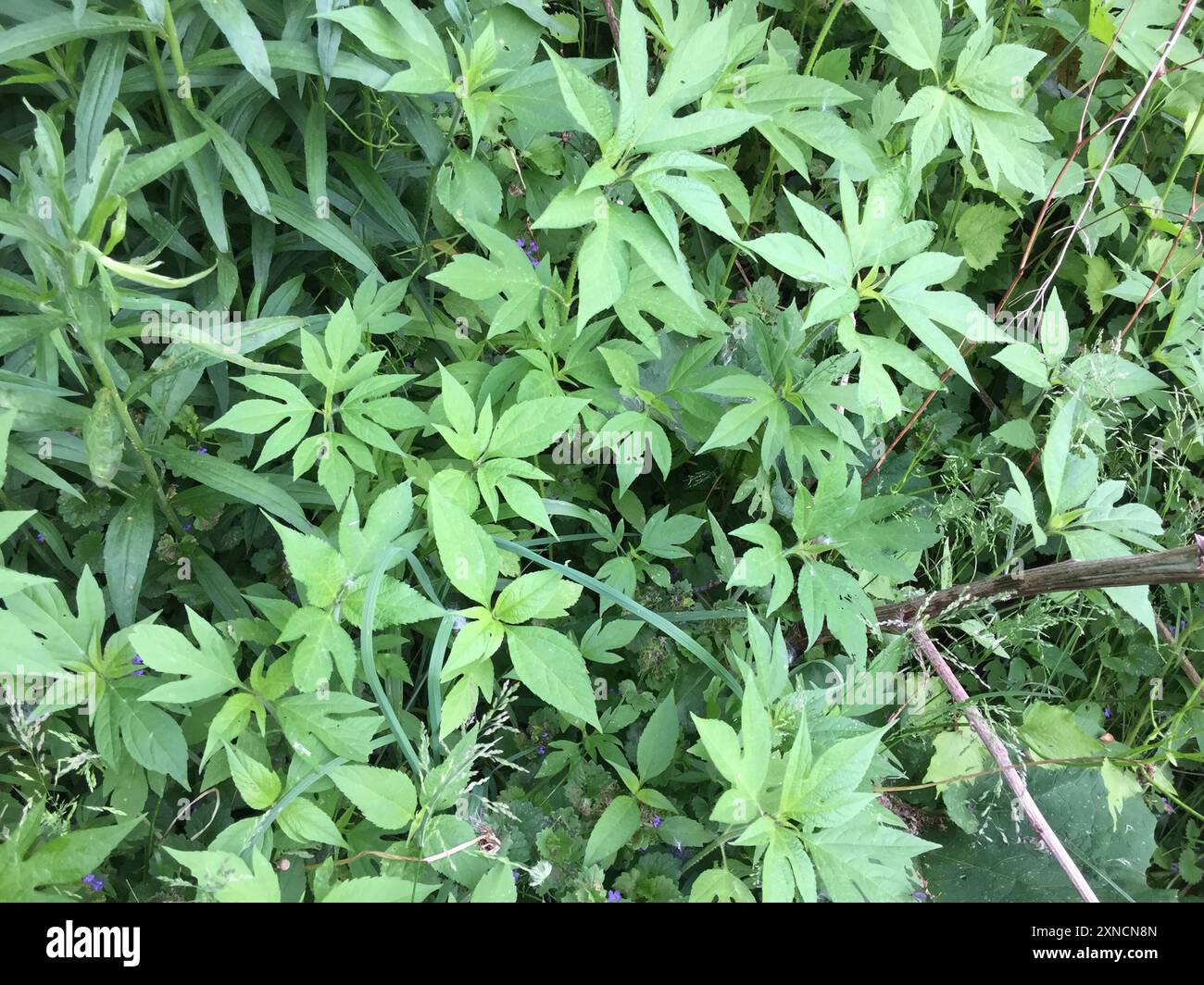 giant ragweed (Ambrosia trifida) Plantae Stock Photo - Alamy