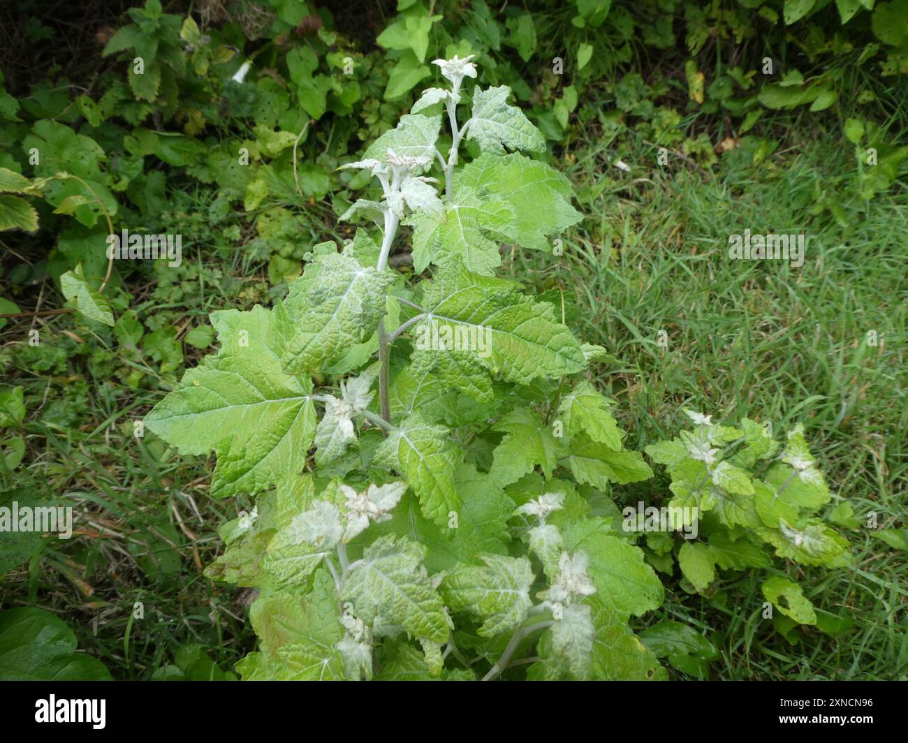 white poplar (Populus alba) Plantae Stock Photo - Alamy