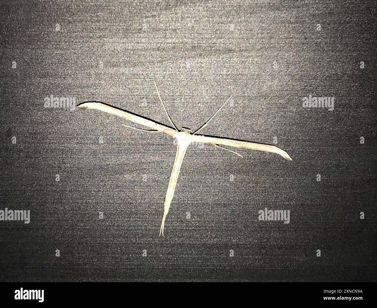 Morning-glory Plume Moth (Emmelina monodactyla) Insecta Stock Photo - Alamy