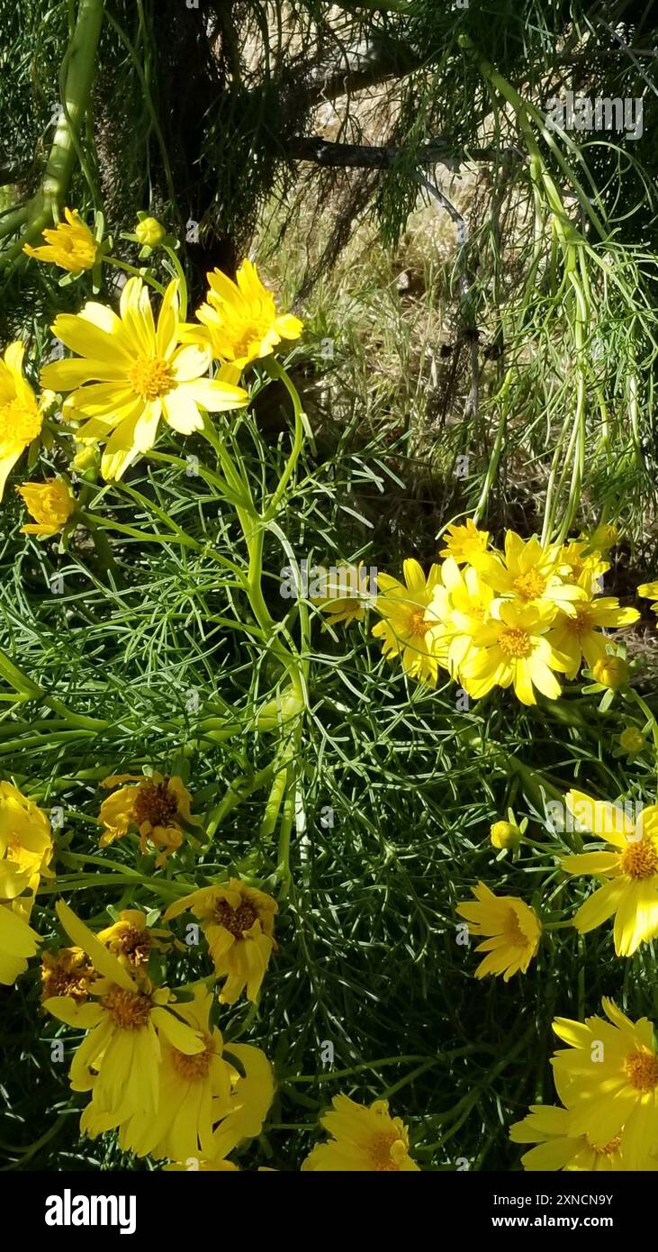 giant coreopsis (Leptosyne gigantea) Plantae Stock Photo - Alamy