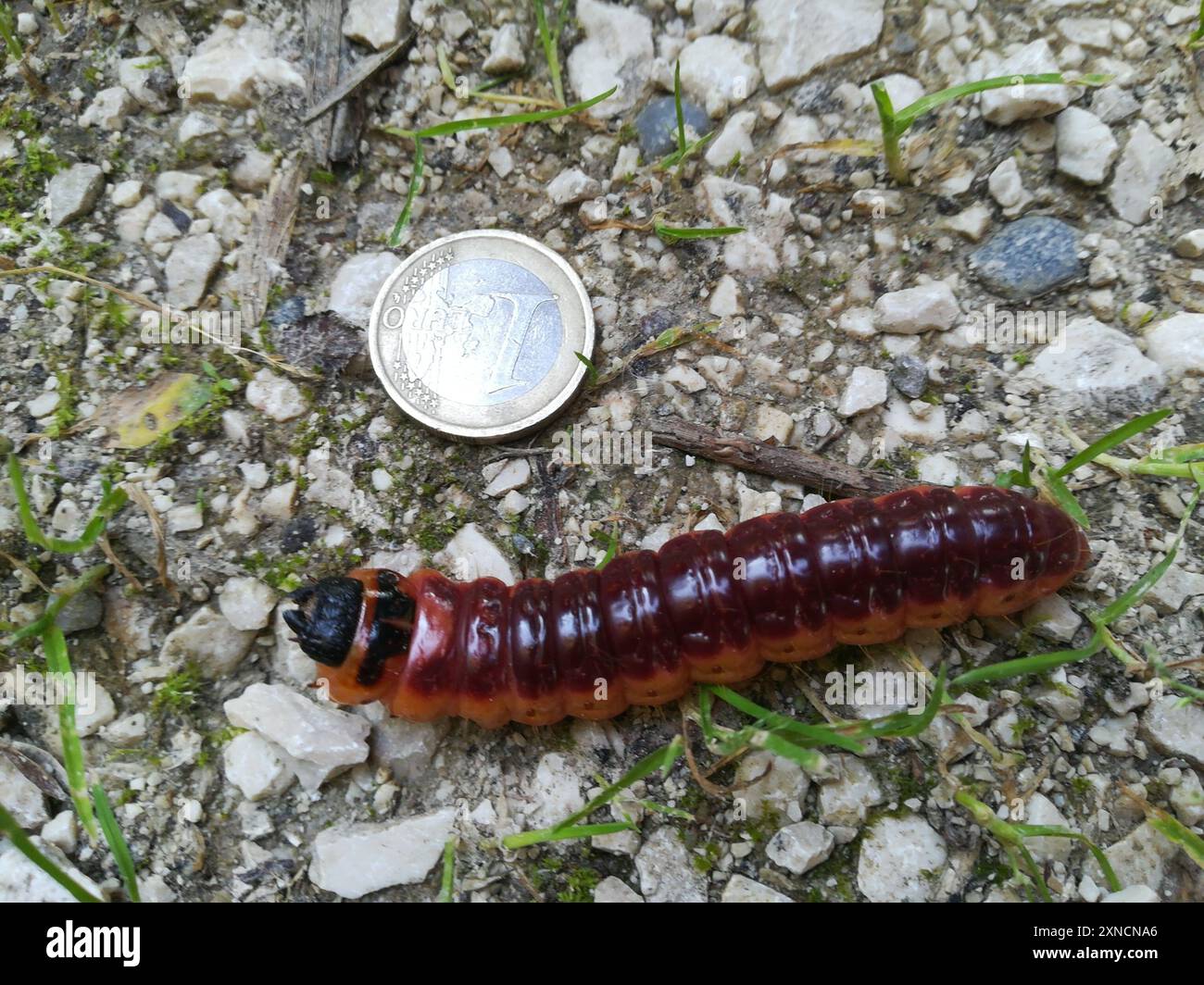 Goat Moth (Cossus cossus) Insecta Stock Photo - Alamy