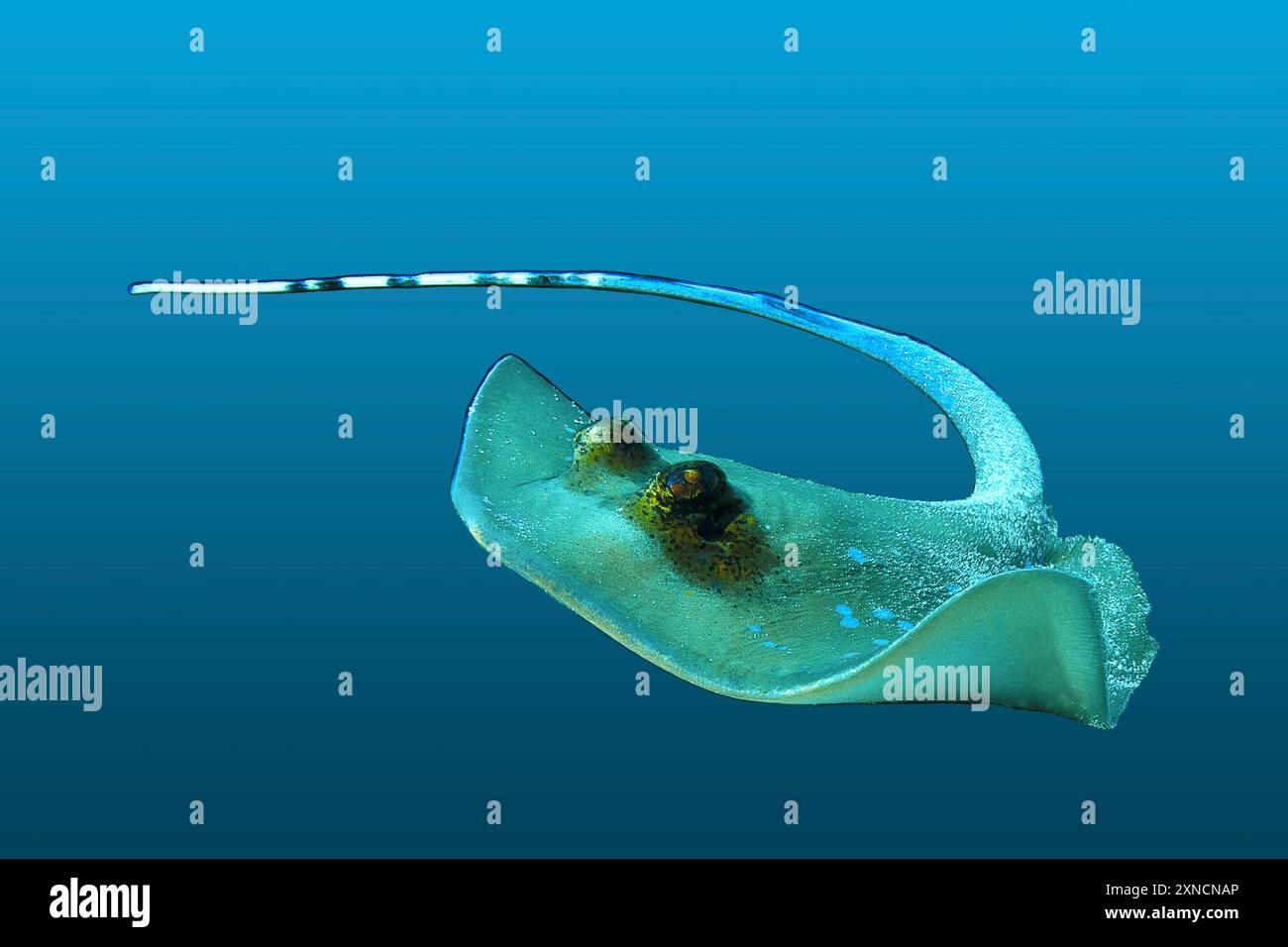 Bluespotted stingray in motion, isolated against a blue gradient ...