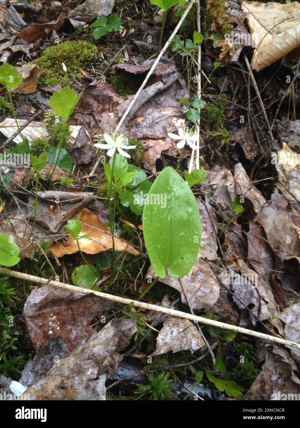 threeleaf goldthread (Coptis trifolia) Plantae Stock Photo - Alamy