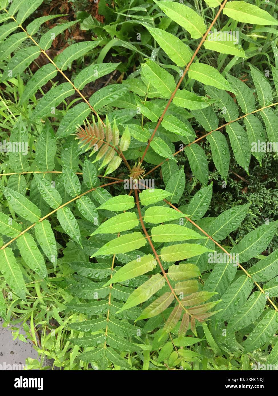 tree-of-heaven (Ailanthus altissima) Plantae Stock Photo - Alamy